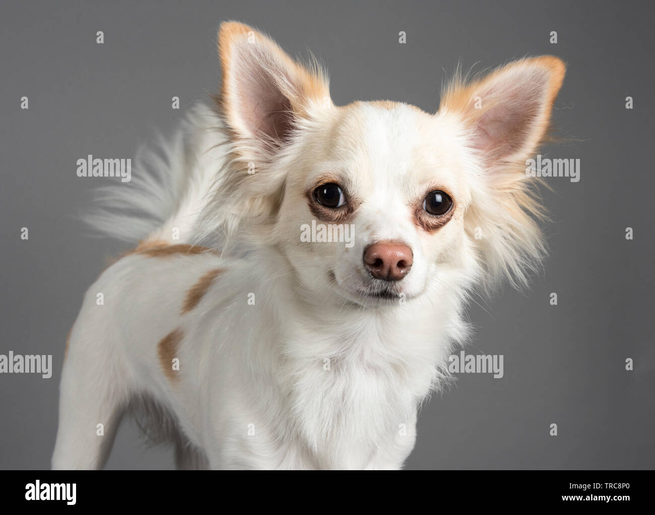 Portrait of a pet Chihuahua dog in the UK Stock Photo - Alamy