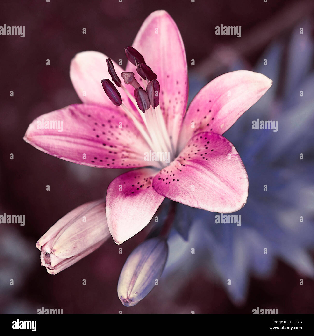 Pink Lily flower Stock Photo - Alamy