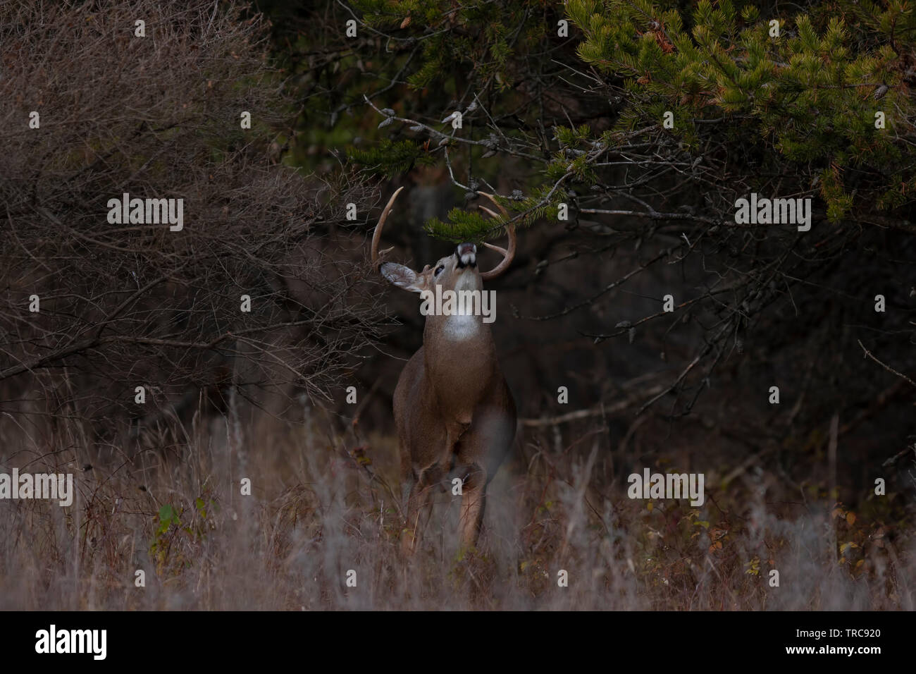 Whitetail buck hi-res stock photography and images - Alamy