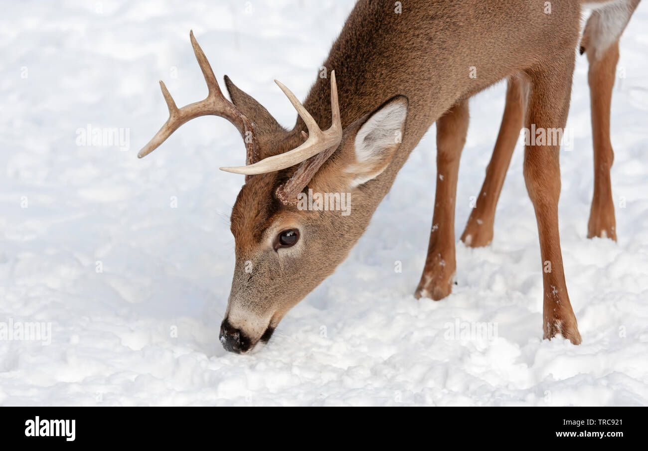 White-tailed deer buck eating in the snow in Canada Stock Photo - Alamy