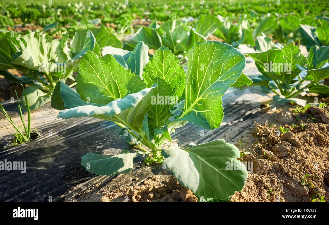 Picture of a cabbage on organic farm field with patches covered with ...