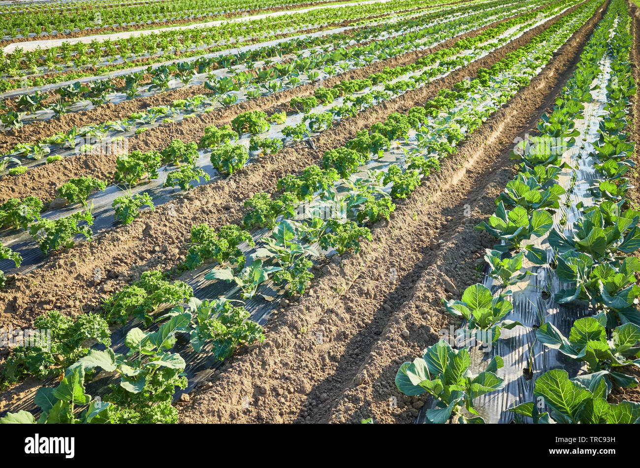 Picture of an organic farm field with patches covered with plastic ...