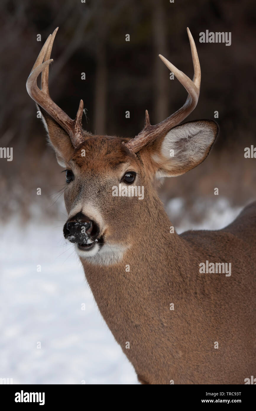 White-tailed deer buck in the winter snow in Canada Stock Photo - Alamy