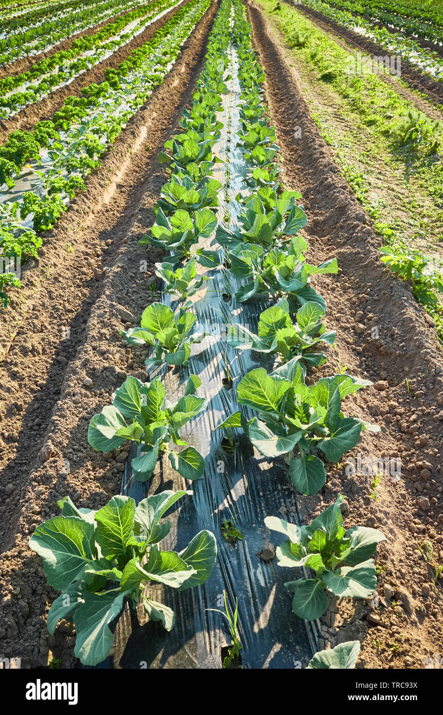 Picture of an organic farm field with patches covered with plastic ...