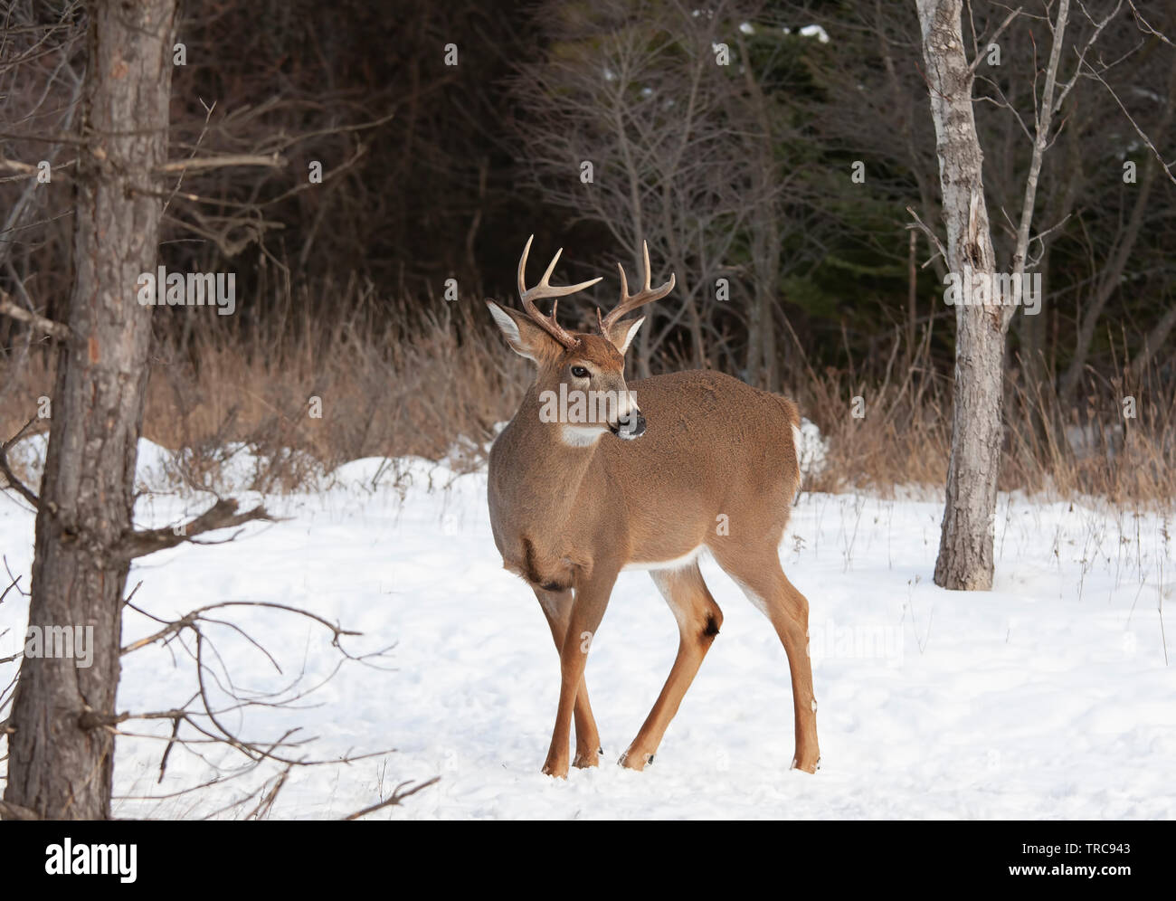 Big buck deer snow hi-res stock photography and images - Alamy