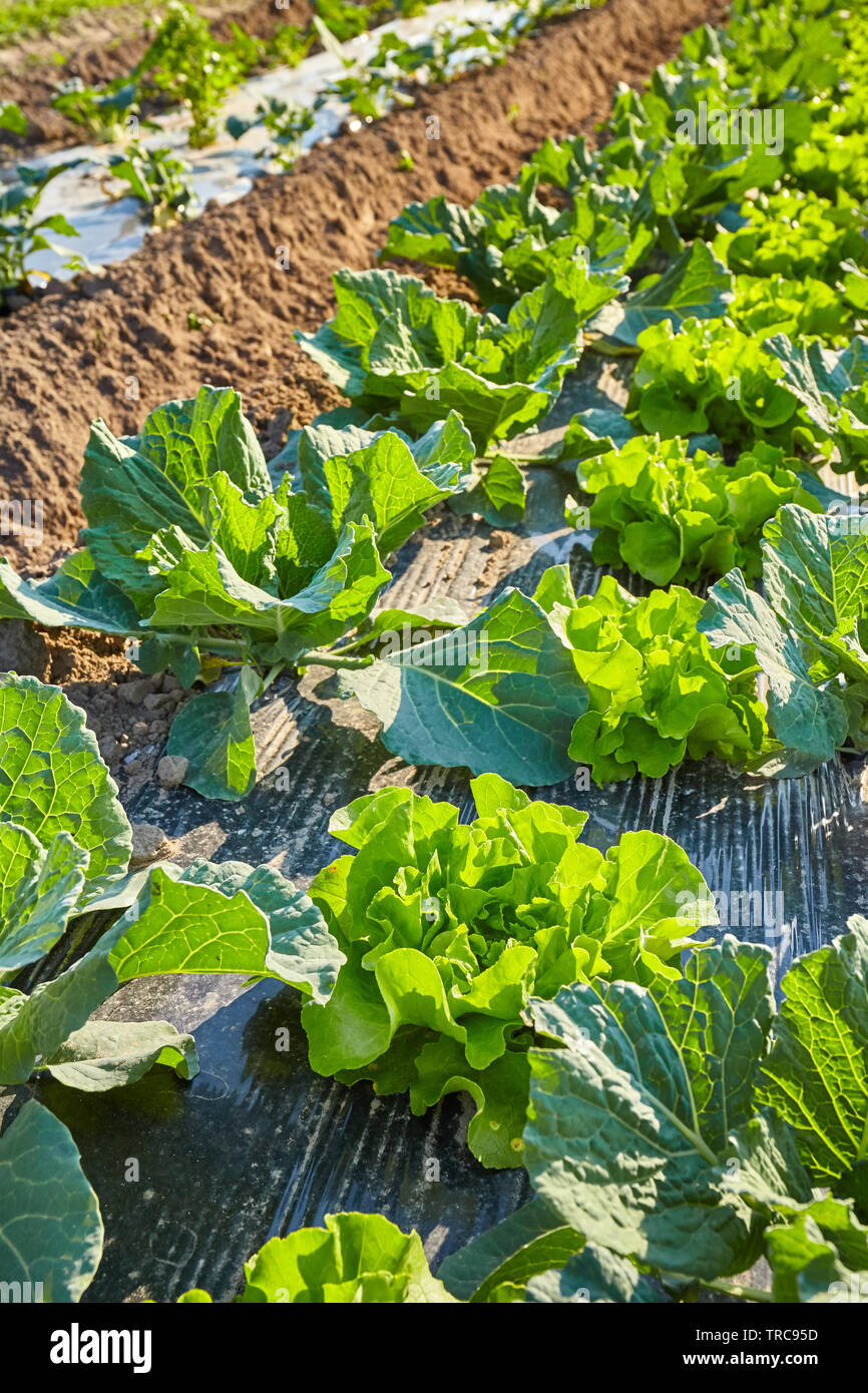 Seedling and farm crop field hi-res stock photography and images - Alamy