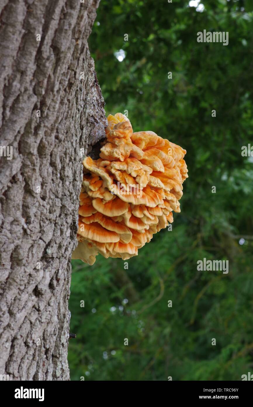 Sulphur Polypore Laetiporus Sulphureus Parasitic Fungus Growing On