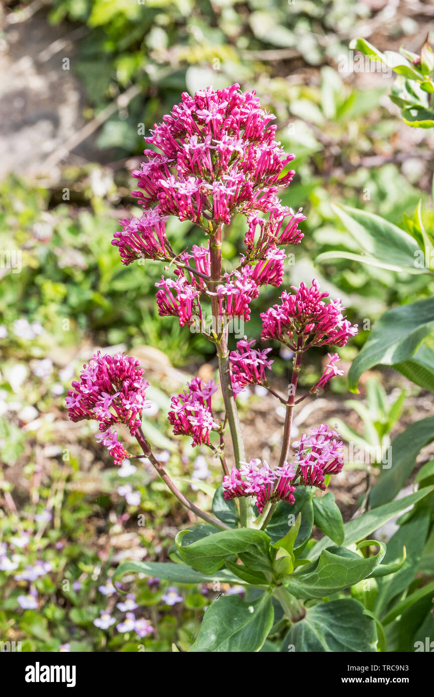 Red Valerian, Centranthus ruber, plant is a source of nectar for ...