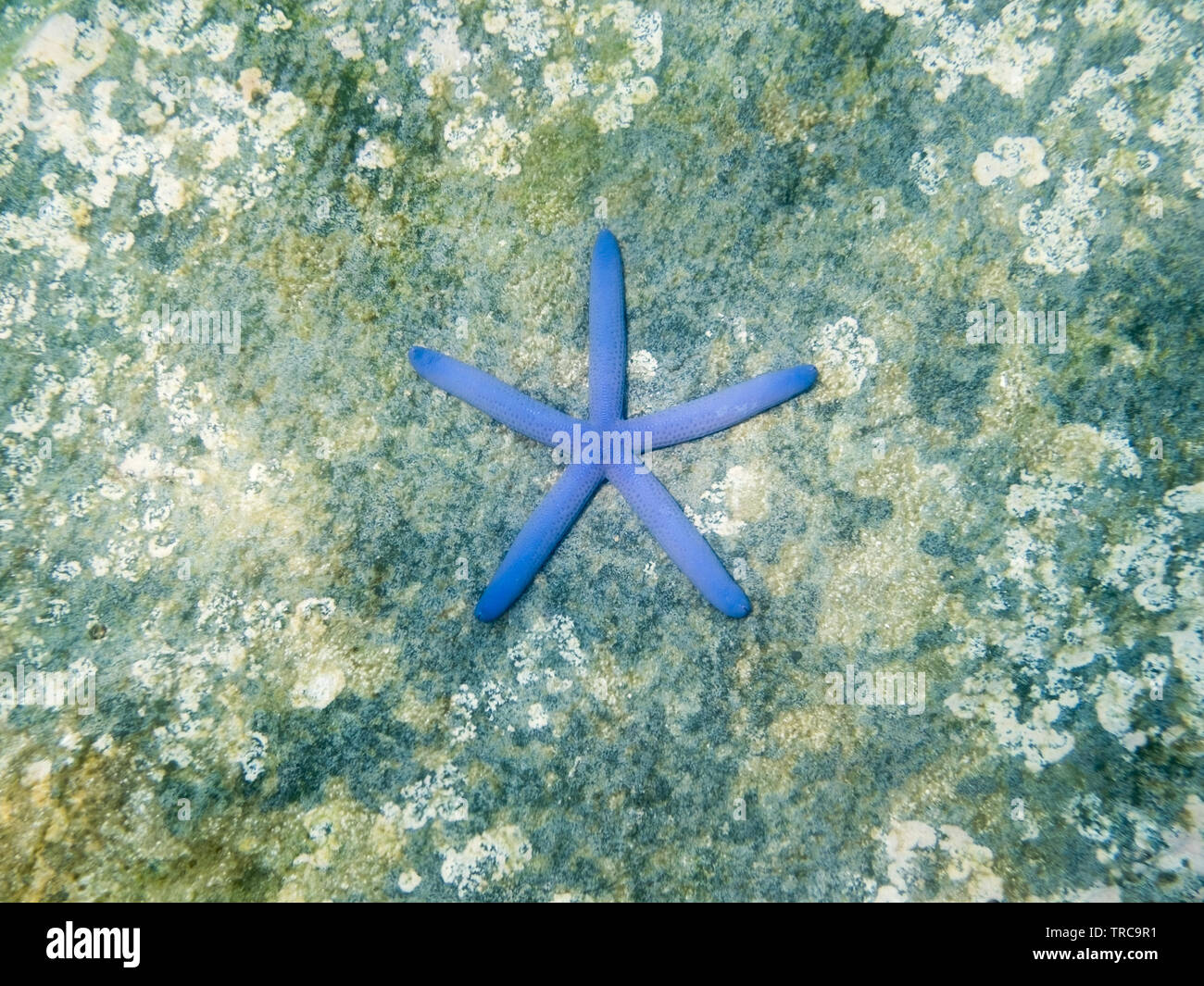 Asteroidean hi-res stock photography and images - Alamy