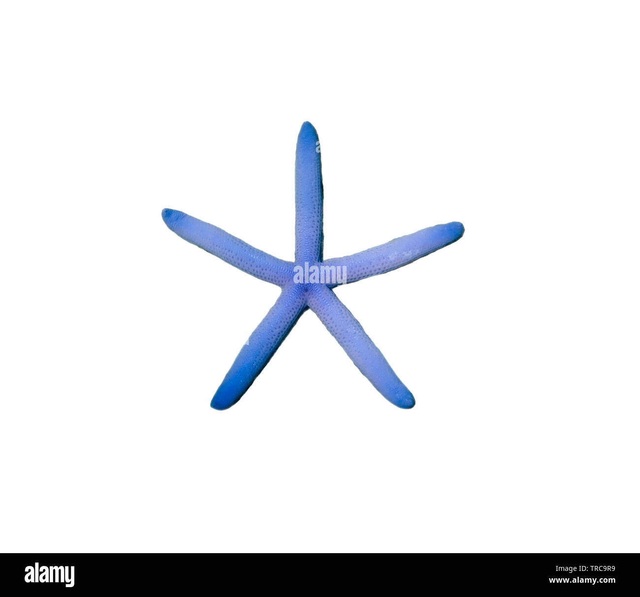 Coral reef blue starfish Cut Out Stock Images & Pictures - Alamy