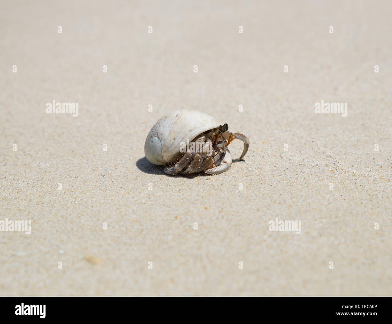 Ensconce hi-res stock photography and images - Alamy