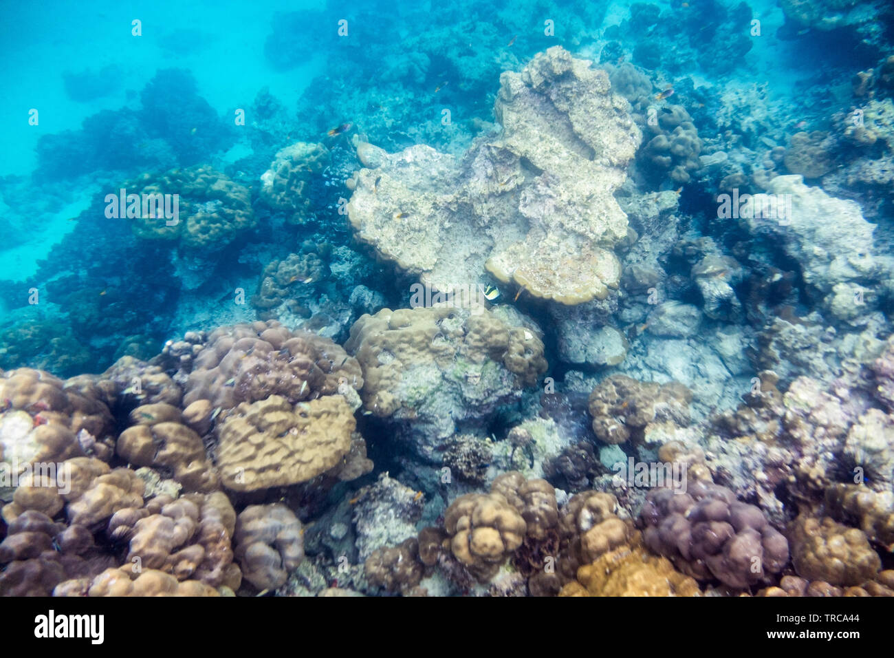 Underwater reef stone and sea life in blue ocean Stock Photo - Alamy