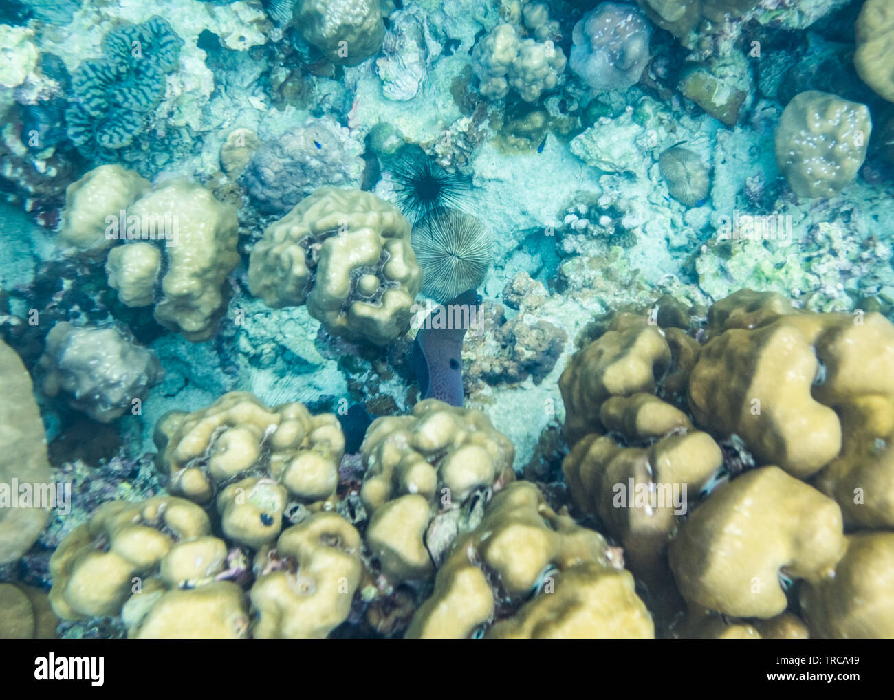 Eel swimming refuge in stone reef Stock Photo - Alamy
