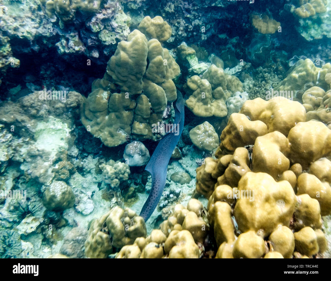 Eel swimming refuge in stone reef Stock Photo - Alamy