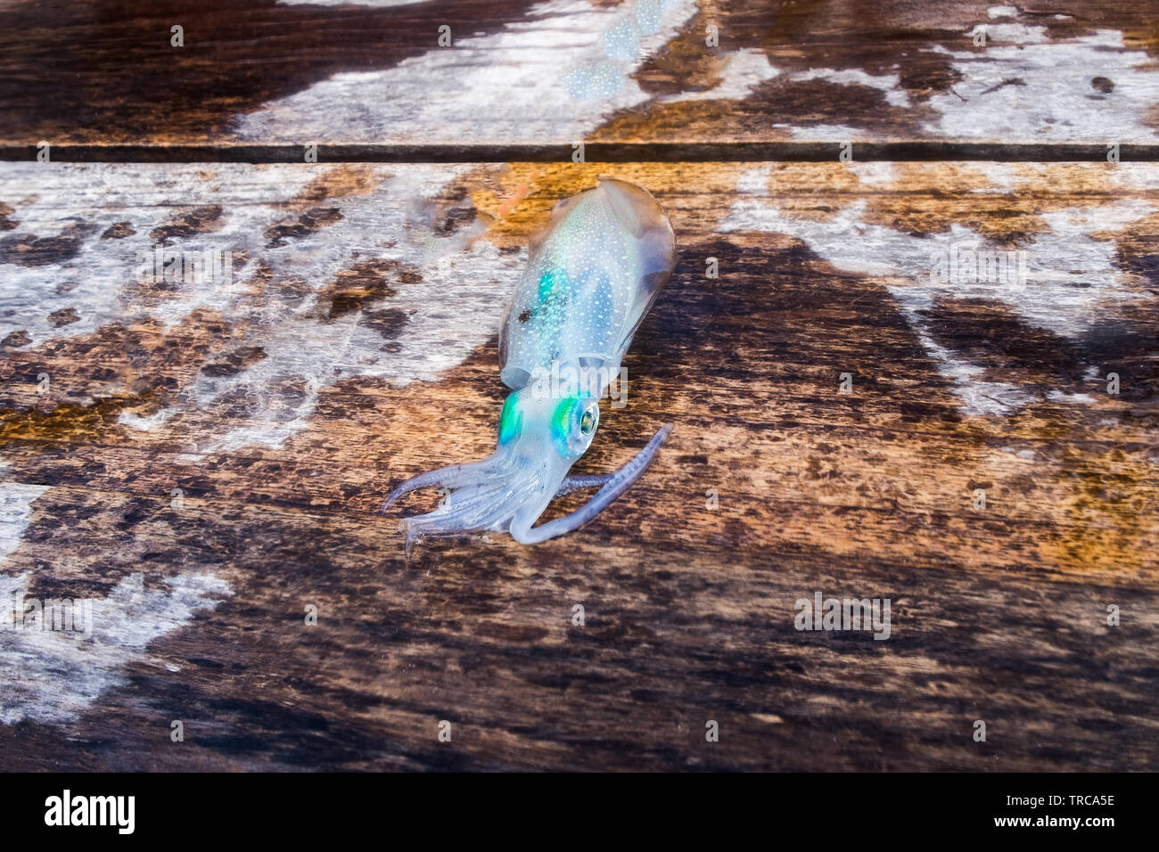 Squiding hi-res stock photography and images - Alamy