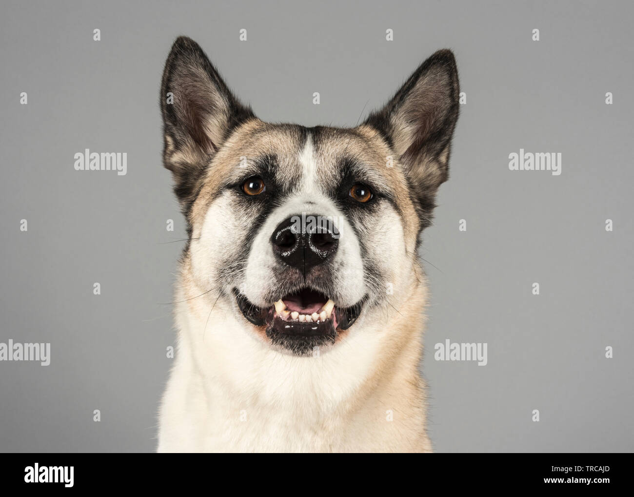 Portrait of a large (akita cross) pet dog in the UK Stock Photo - Alamy