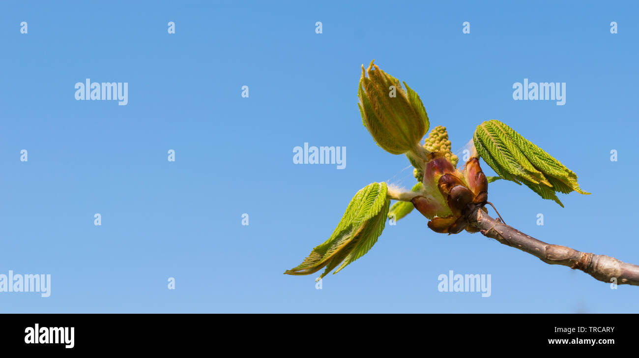 Bud burst hi-res stock photography and images - Alamy