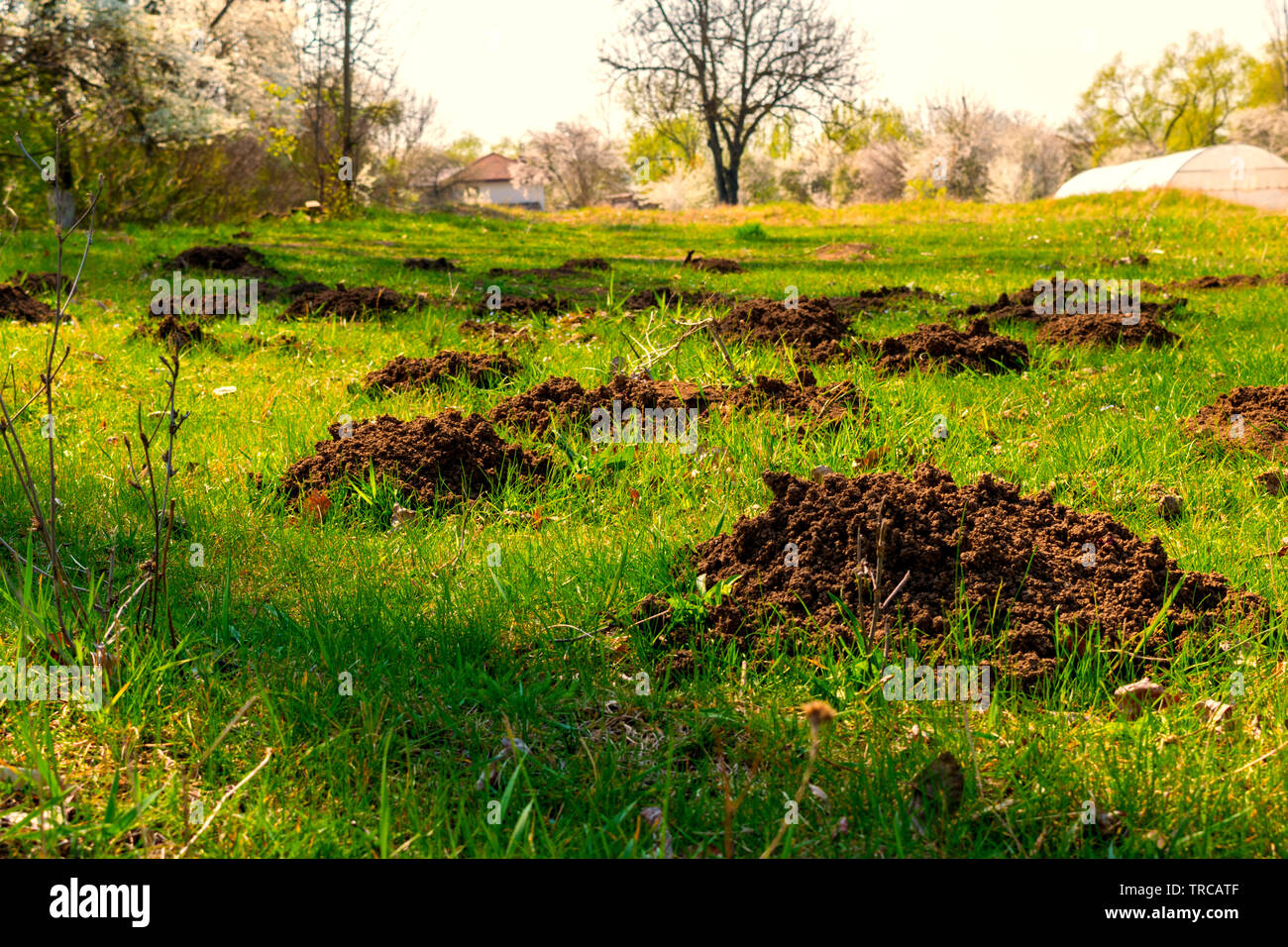destroyed grass lawn by damage made by moles molehills Stock Photo - Alamy