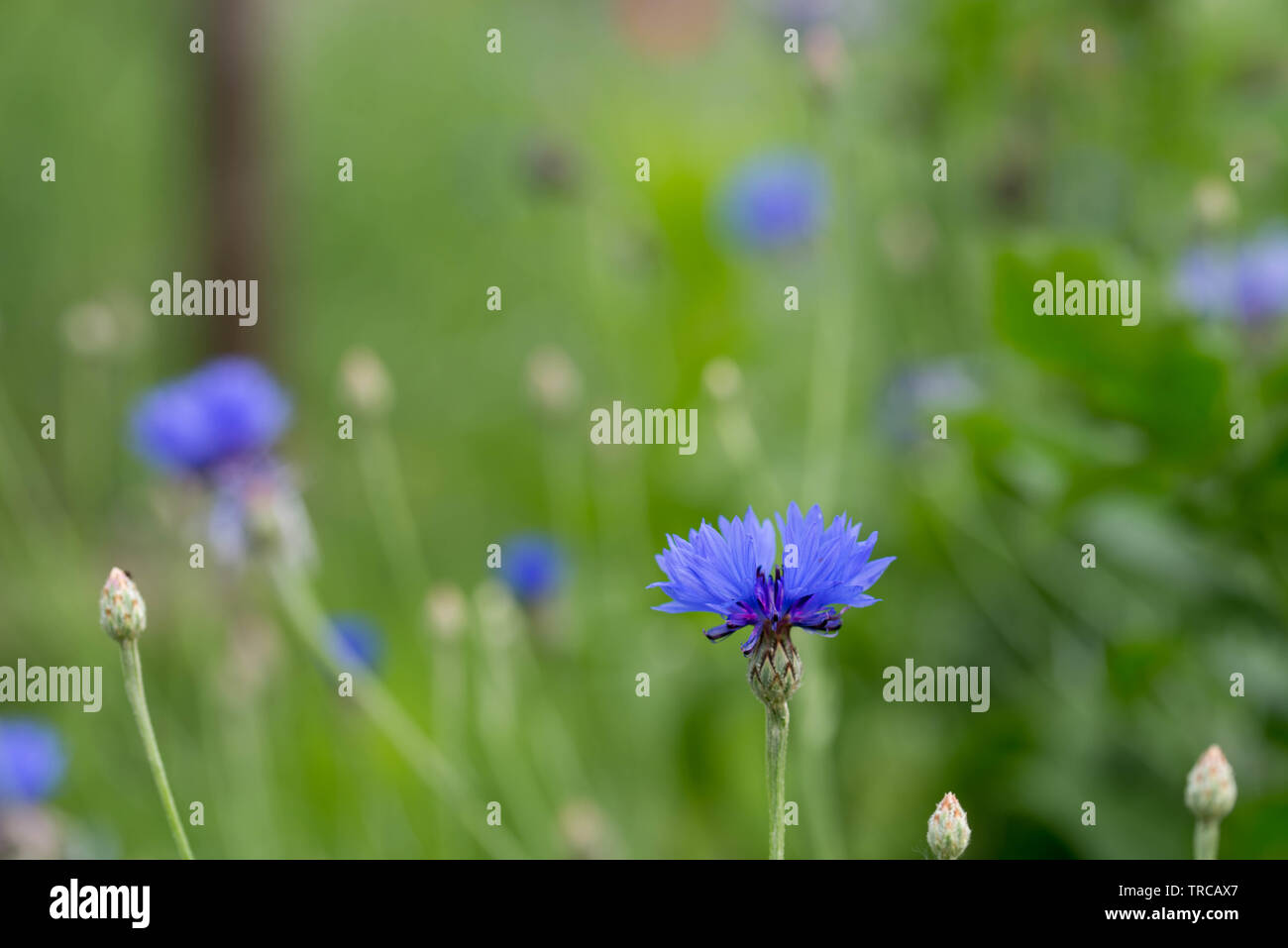 Wildflowers wildflower cornflower meadow hi-res stock photography and ...