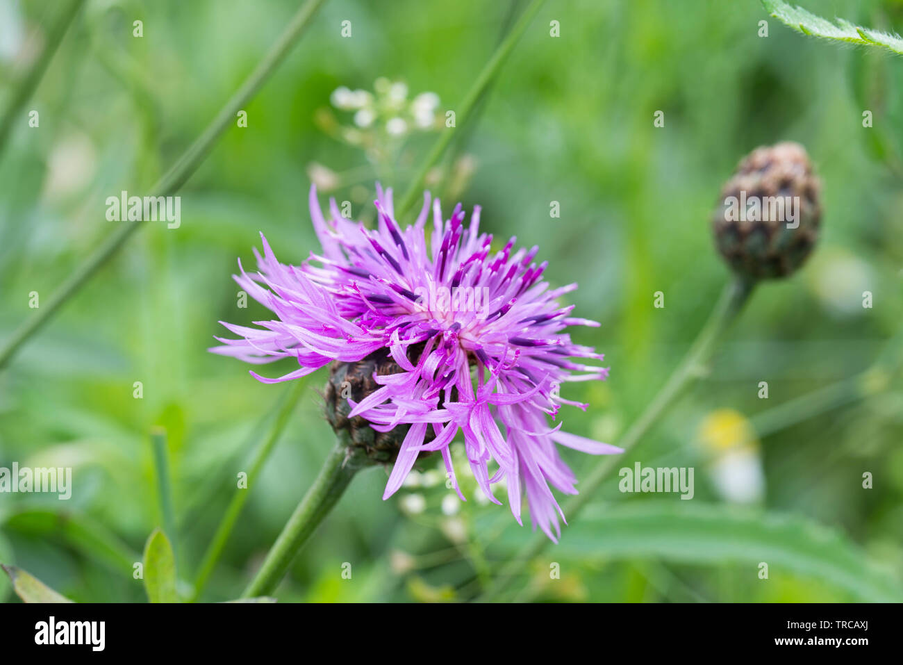 Knapweed flower focus hi-res stock photography and images - Alamy