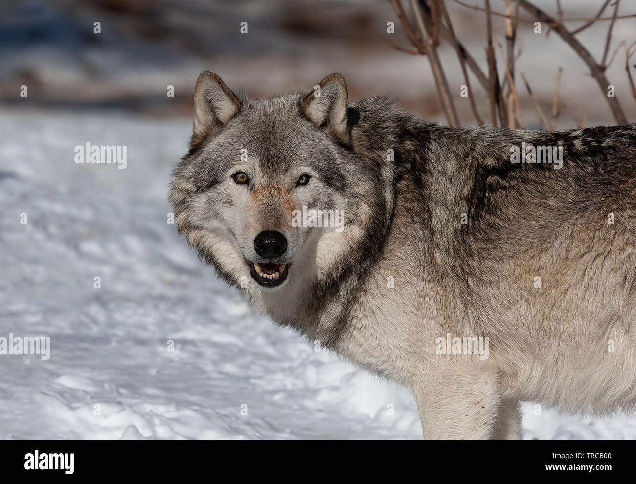 A lone Timber Wolf or Grey Wolf Canis lupus walking in the winter snow ...