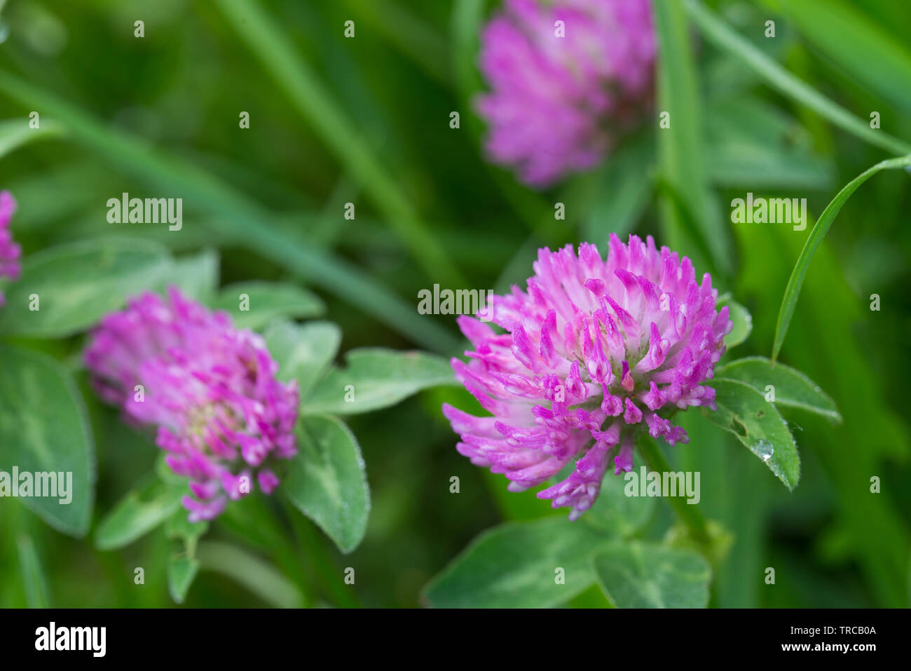 Red meadow clover hi-res stock photography and images - Alamy