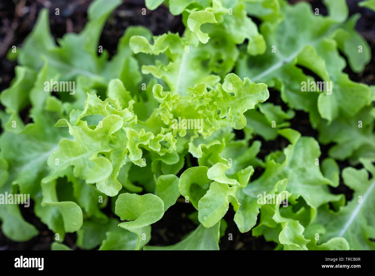 Top view of Leaf organic green oak lettuce in garden Stock Photo - Alamy
