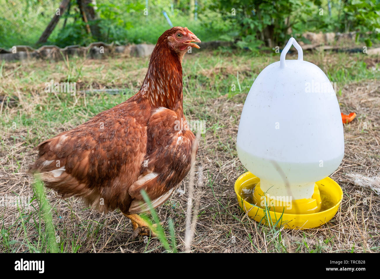 Brown layer chicken standing with tray feed in stall Stock Photo - Alamy