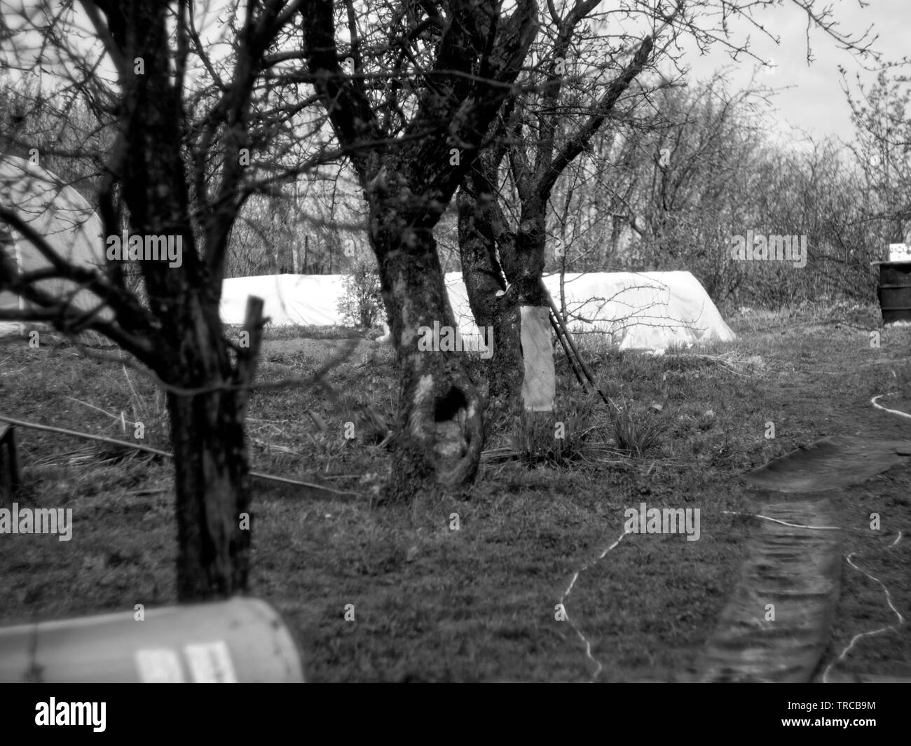 Apple trees without leaves in spring, Russia Stock Photo - Alamy