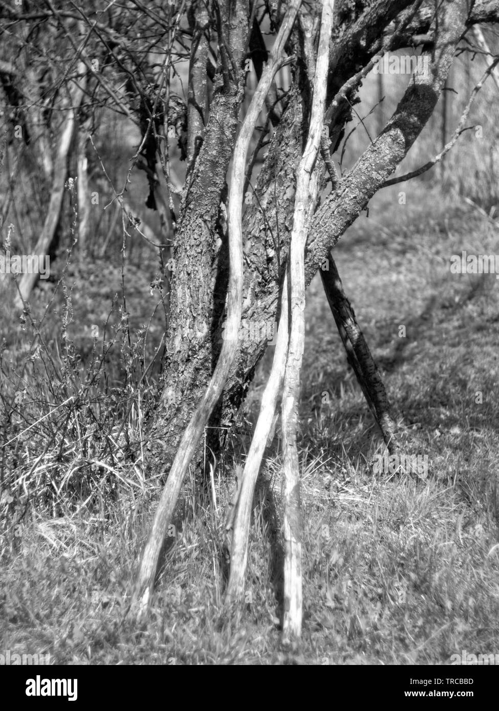 Tree trees leaves apple Black and White Stock Photos & Images - Alamy