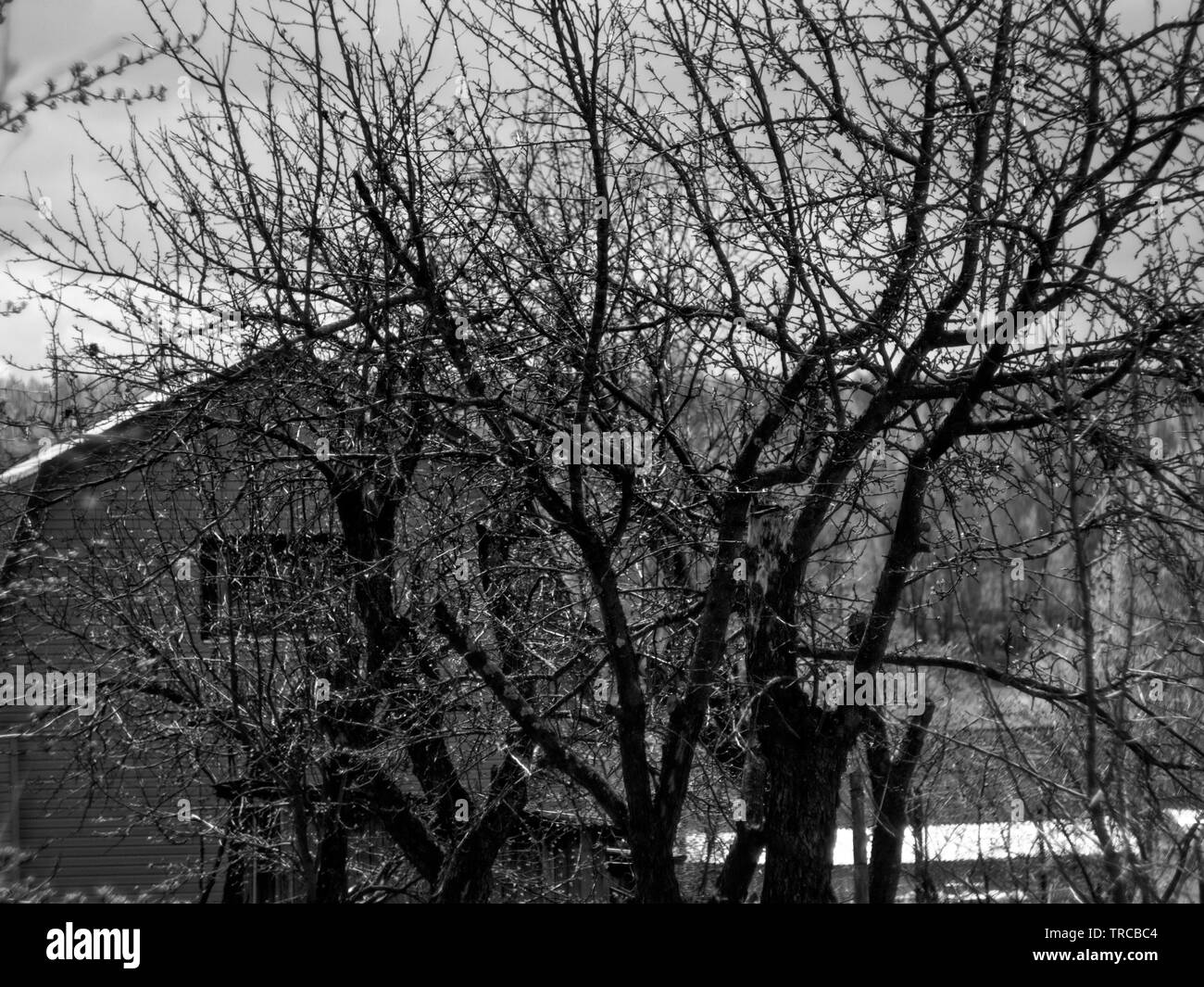 Apple tree without leaves Black and White Stock Photos & Images - Alamy