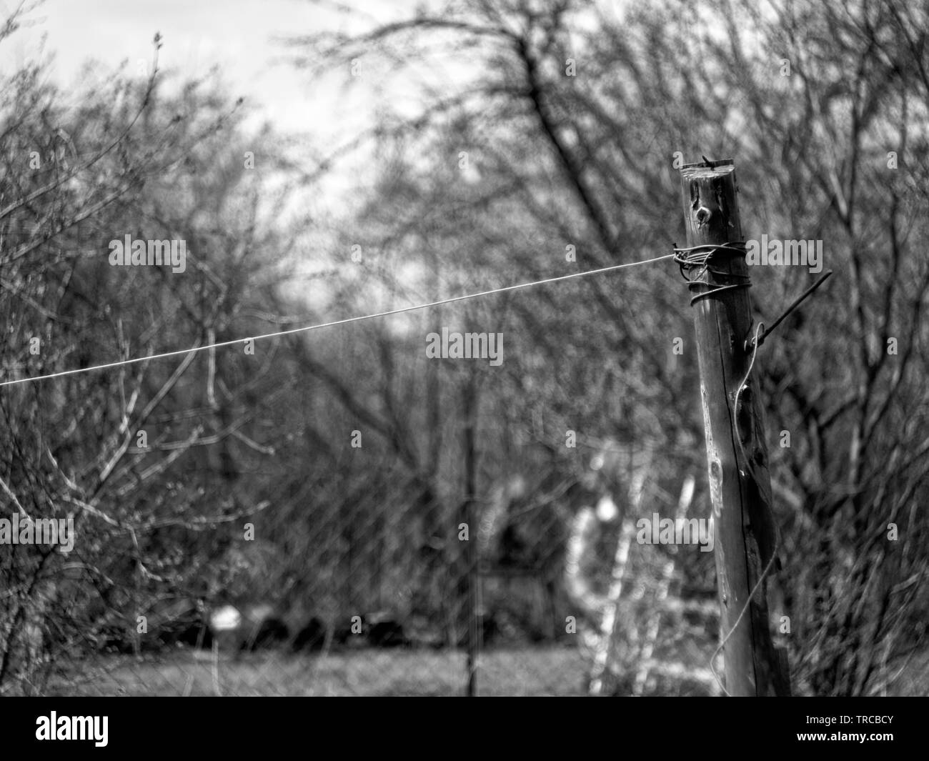 Green apple leaves in Black and White Stock Photos & Images - Alamy