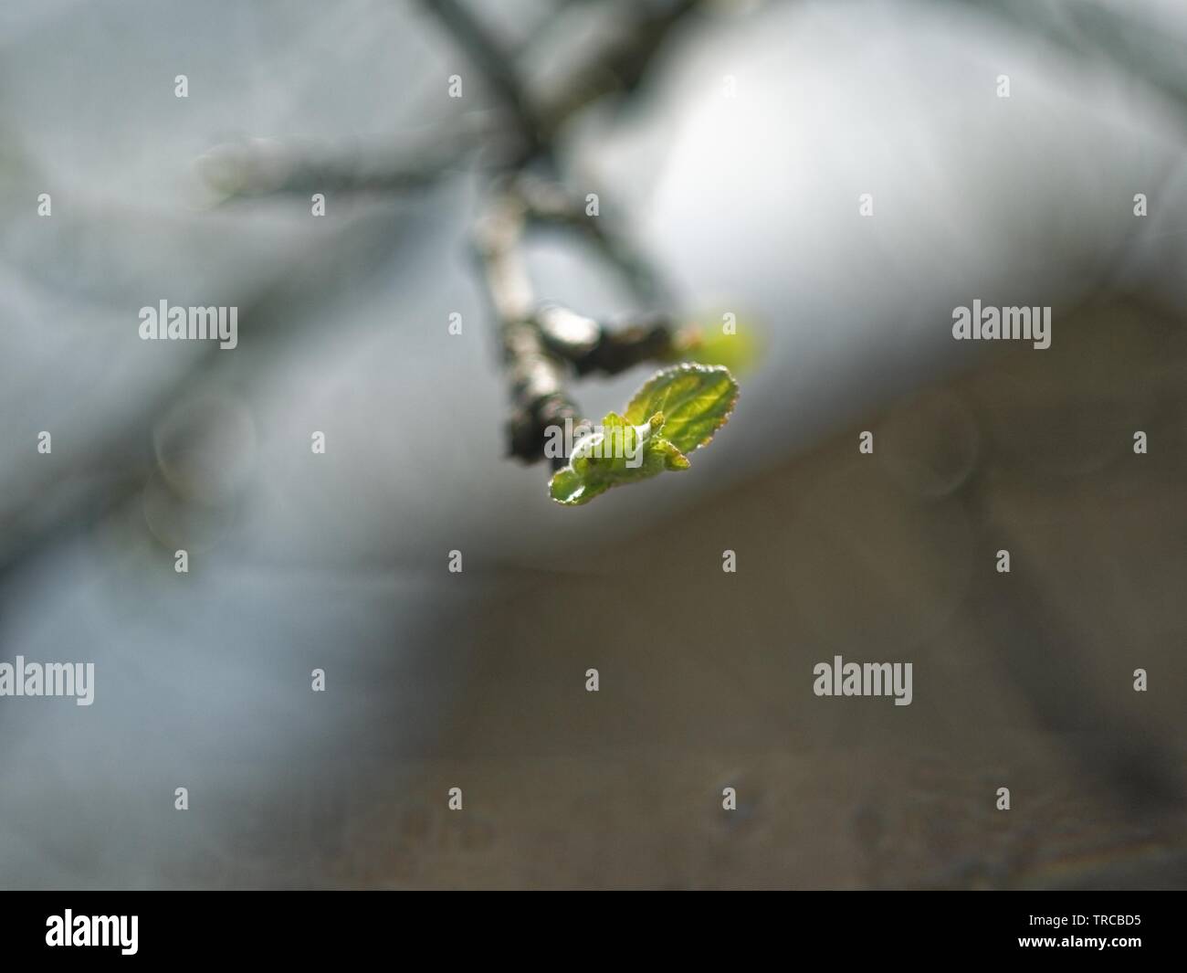 the little leaf on the Apple tree in the spring, Russia Stock Photo - Alamy