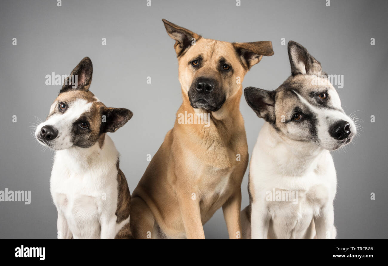 Akita mix dog hi-res stock photography and images - Alamy