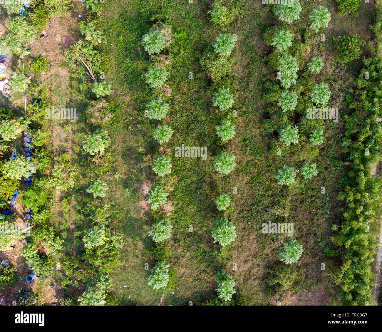 Top of cultivate papaya fruit grove in plantation Stock Photo - Alamy