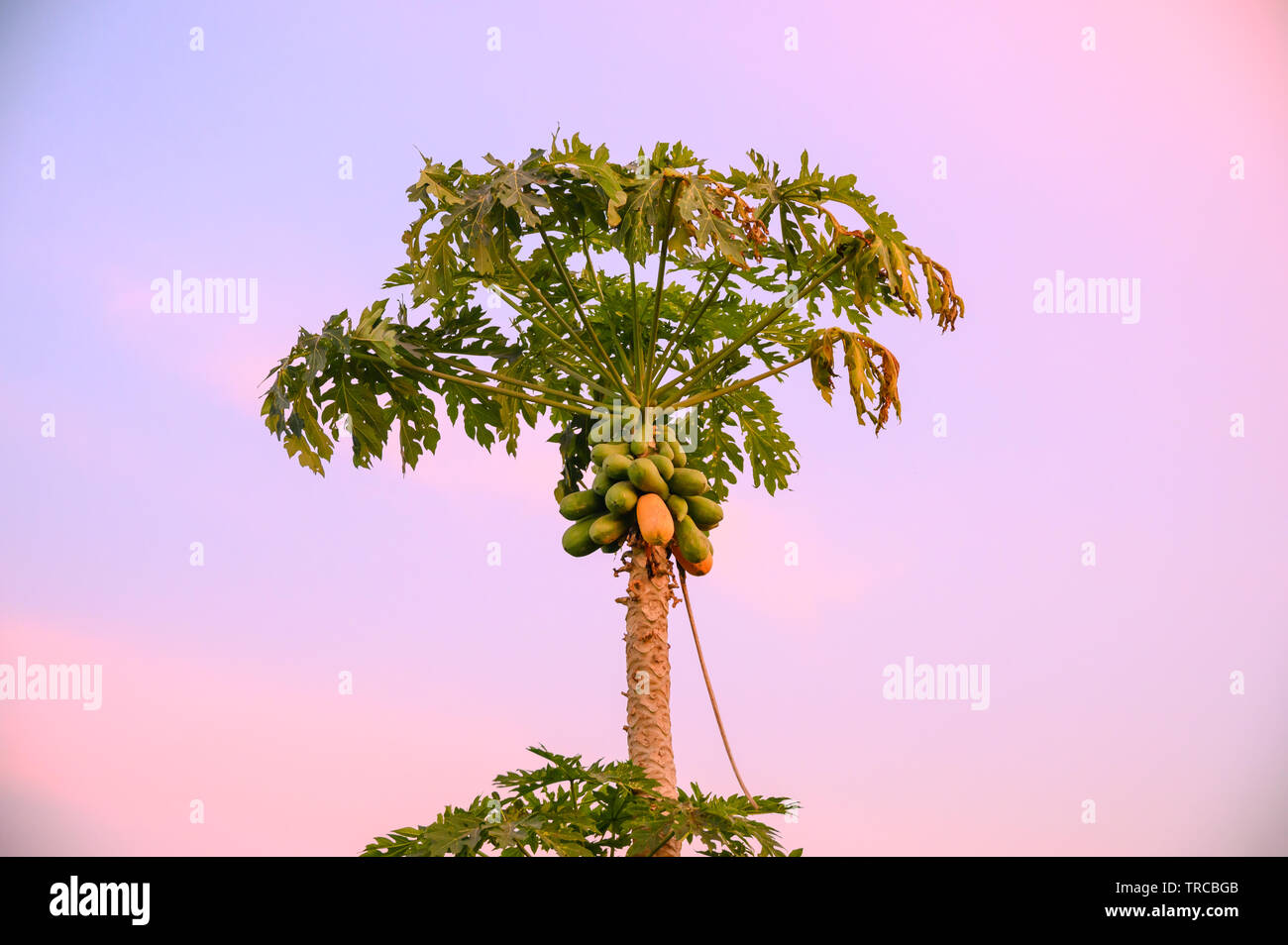 Papaya tree hi-res stock photography and images - Alamy