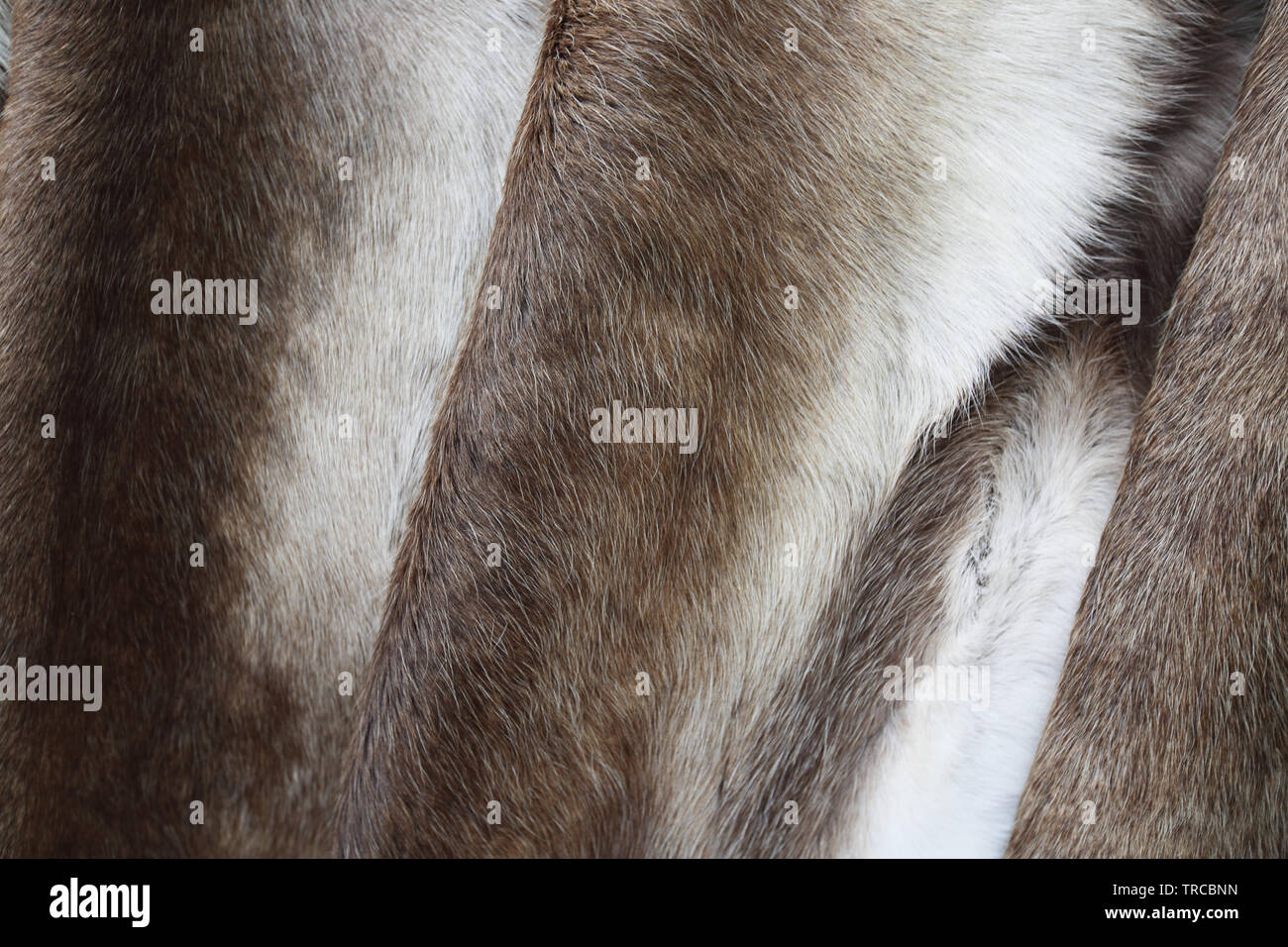 Skins trapping of deers at fair in Norway Stock Photo - Alamy