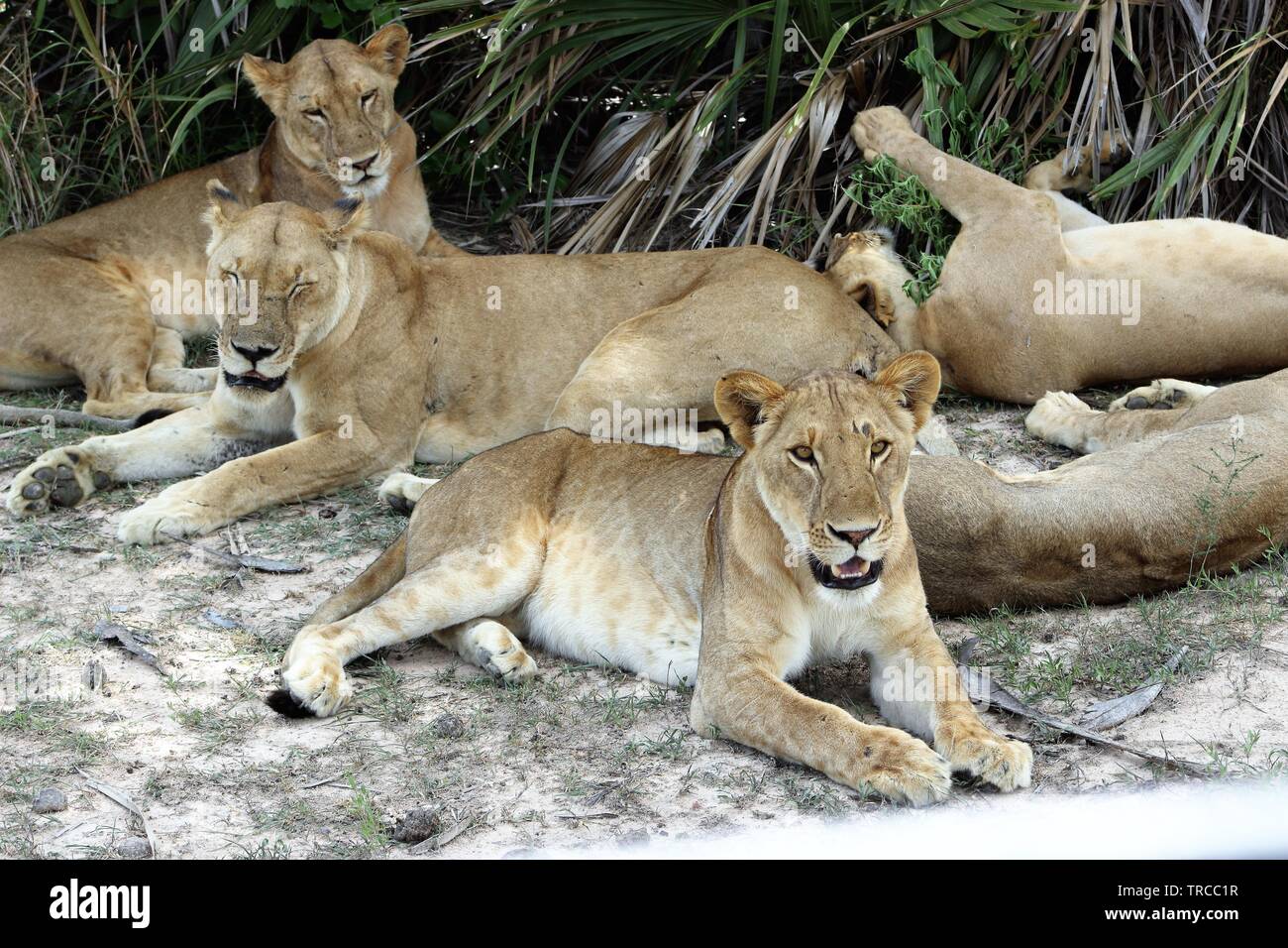 Wildlife and animals on a safari in Tanzania, Africa Stock Photo - Alamy