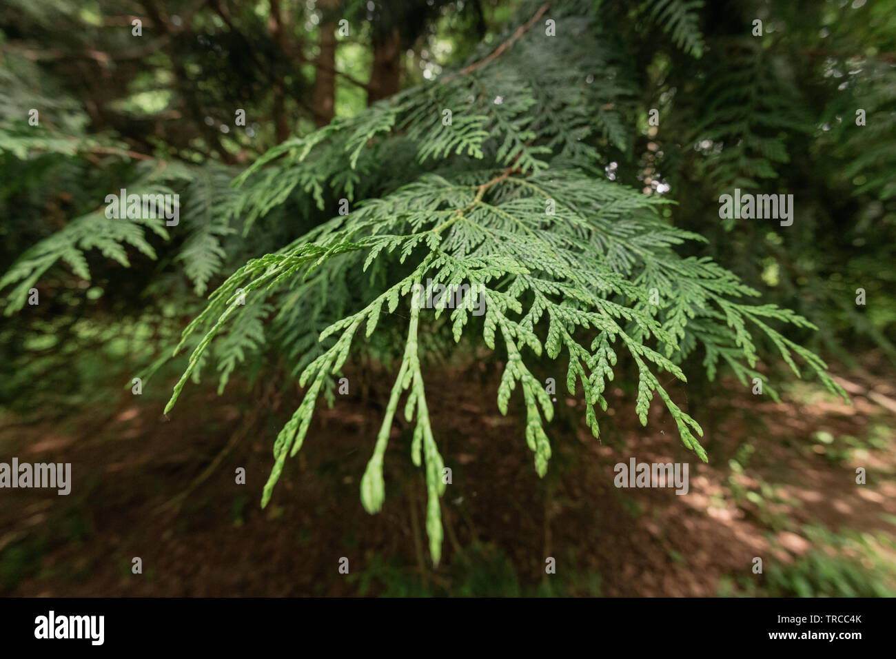 Thuja plicata, Western Redcedar leaf detail Stock Photo - Alamy
