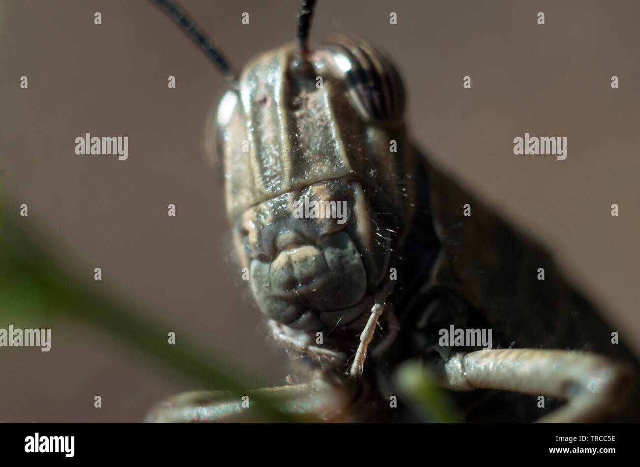 Macro closeup portrait of the grasshopper Stock Photo - Alamy