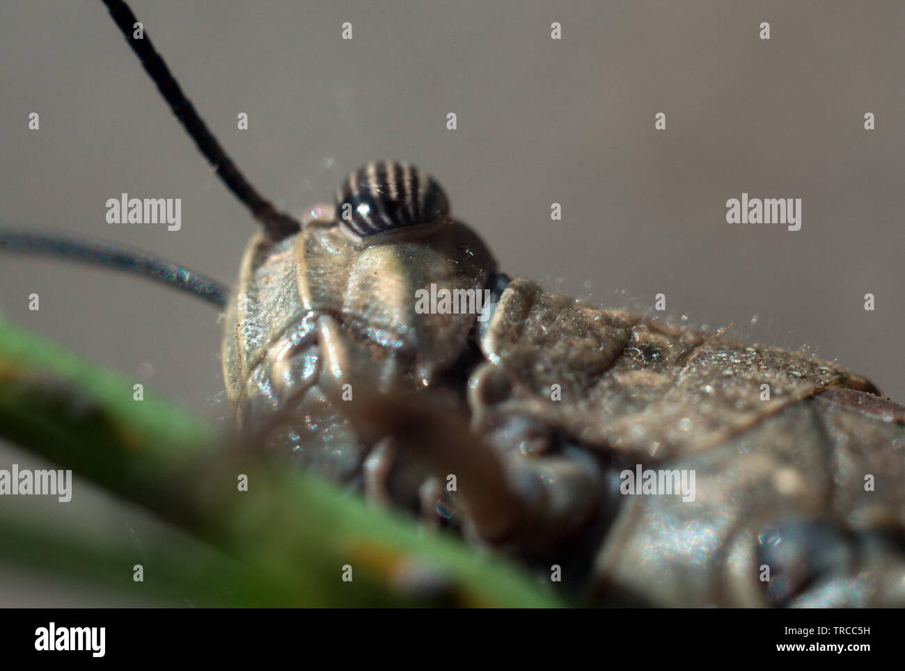 Macro closeup portrait of the grasshopper Stock Photo - Alamy