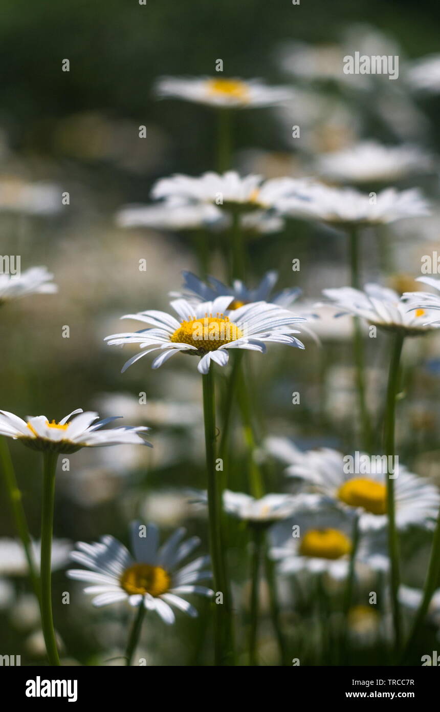 Daisies in spring time texture hi-res stock photography and images - Alamy