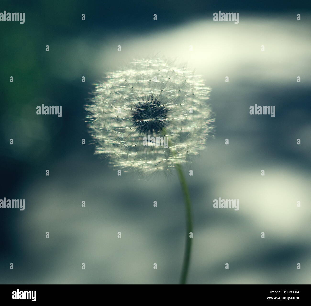 details of the dandelion in spring time Stock Photo - Alamy