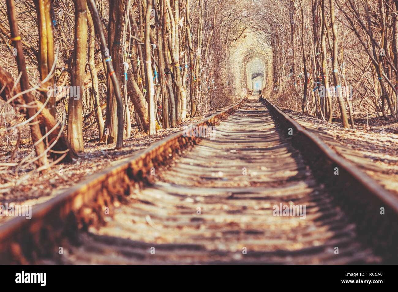 Railway trees hi-res stock photography and images - Alamy