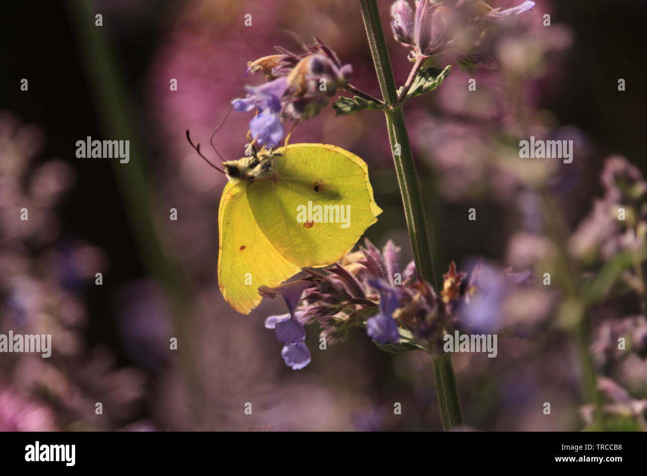 Common Garden Butterfly High Resolution Stock Photography and Images ...