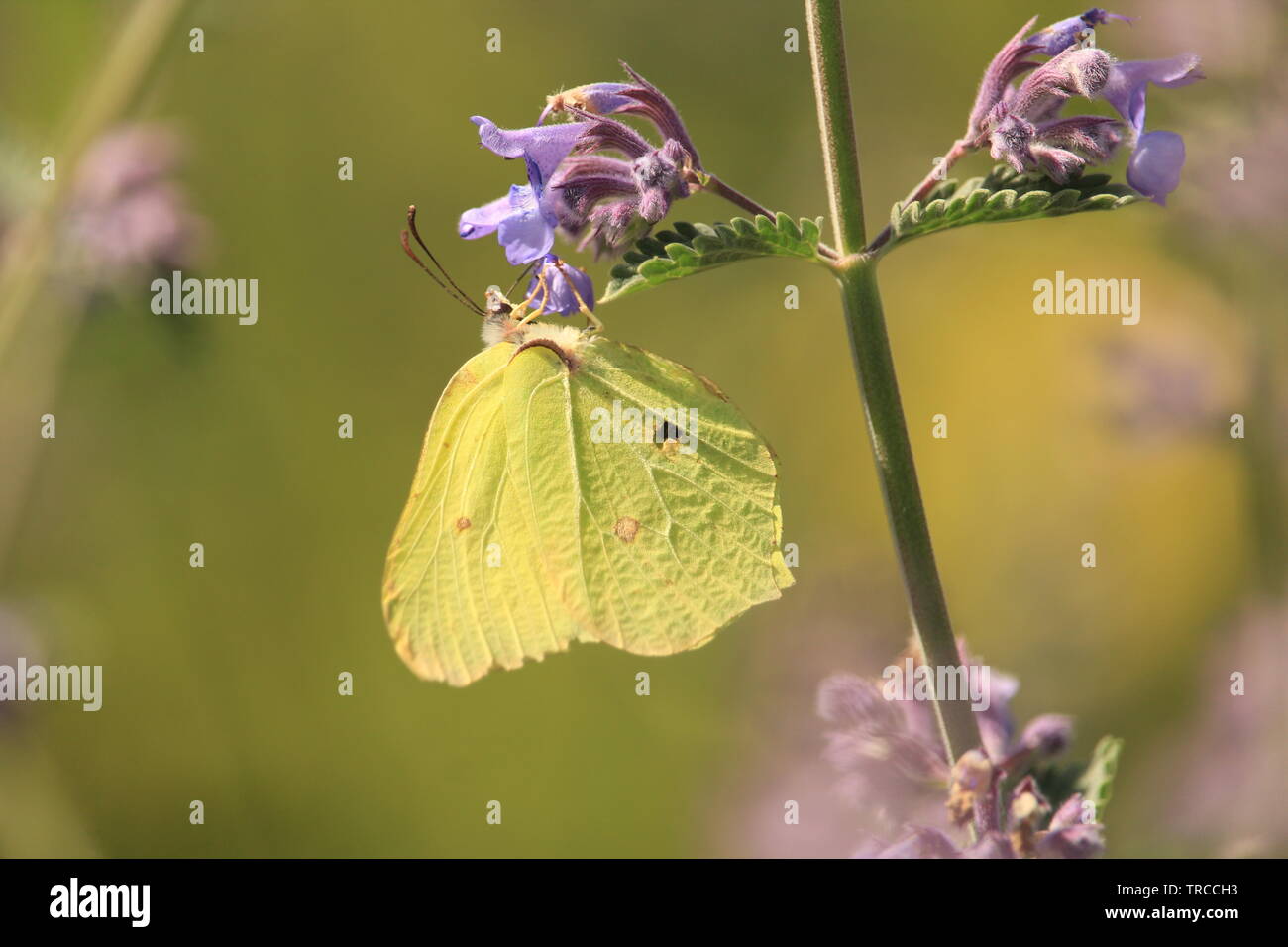 Common Garden Butterfly High Resolution Stock Photography and Images ...
