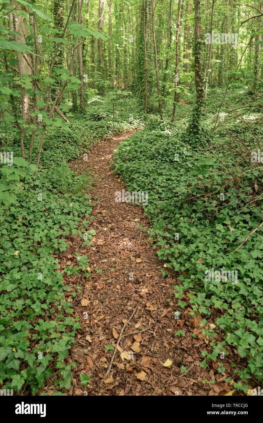 path through Ivy covered woods Stock Photo - Alamy