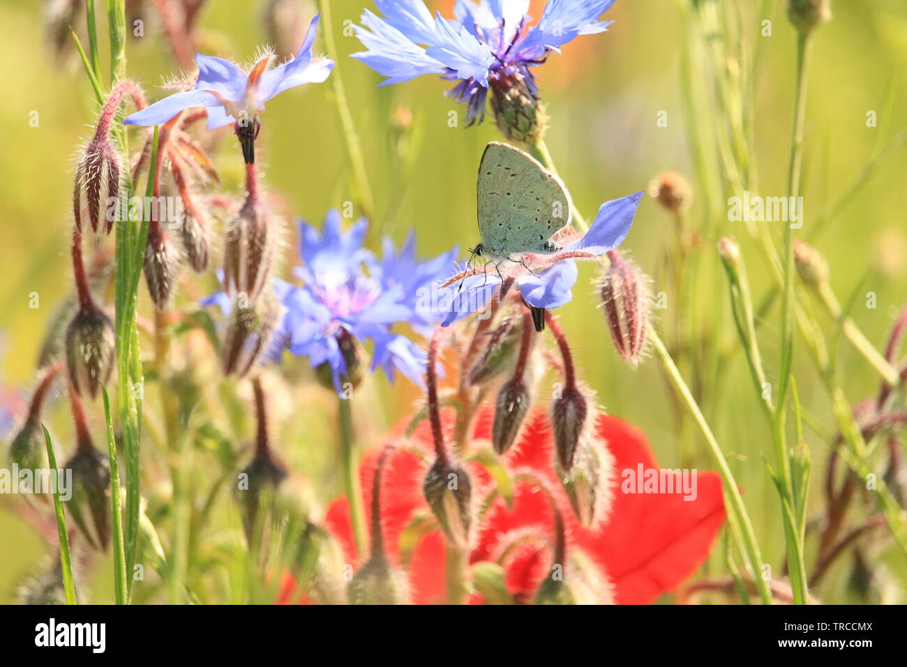 Nature Portrait of a Holly Blue butterfly collecting pollen from the ...