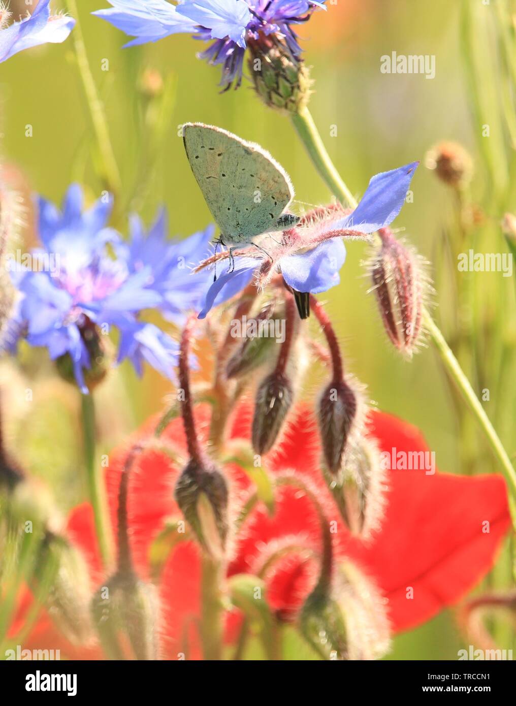 Nature Portrait of a Holly Blue butterfly collecting pollen from the ...