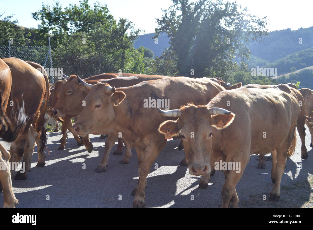 Galicia agriculture hi-res stock photography and images - Alamy